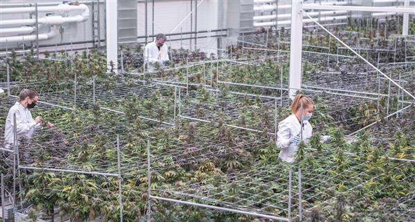 Aurora Cannabis launches first domestic brand in Germany 2025 01 23 Investing News Stockhouse